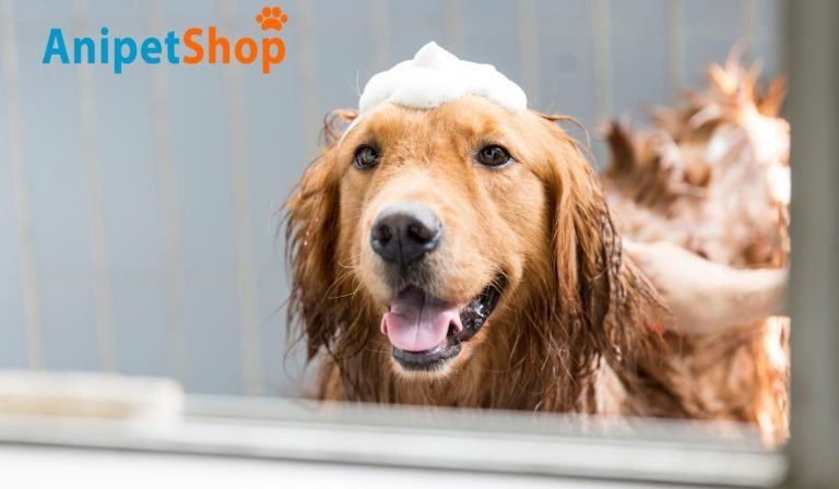 Flea Dirt on Dogs: What It Is and How to Get Rid of It