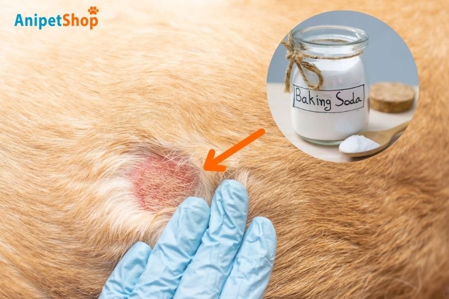 10 Home Remedies for Itchy Dog Skin