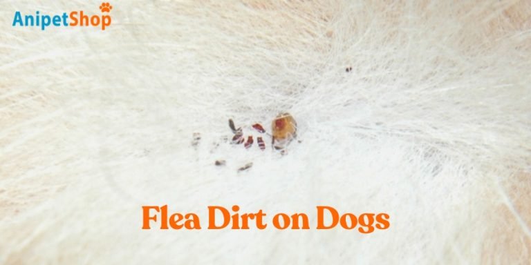 Flea Dirt on Dogs: What It Is and How to Get Rid of It